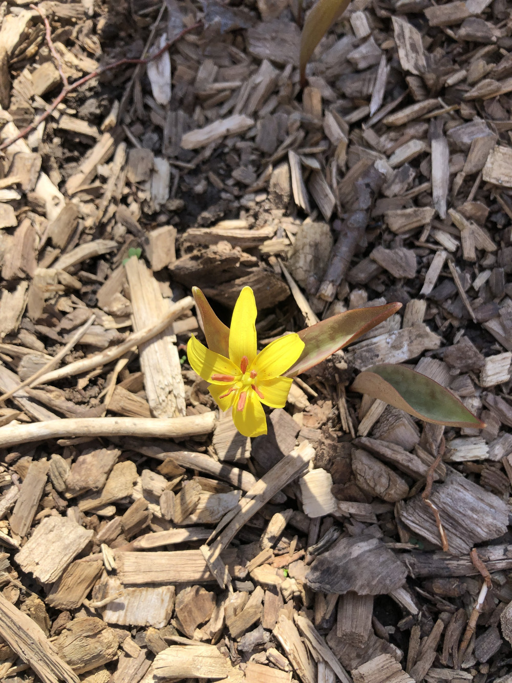 trout-lily-cnc | Earth@Home: Climate Change