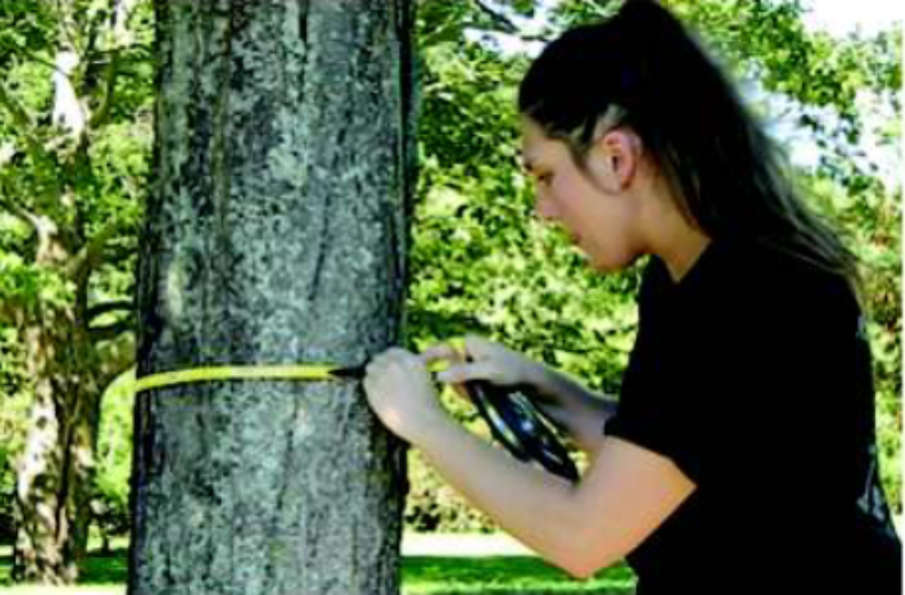 tree circumference measurement | Earth@Home: Climate Change
